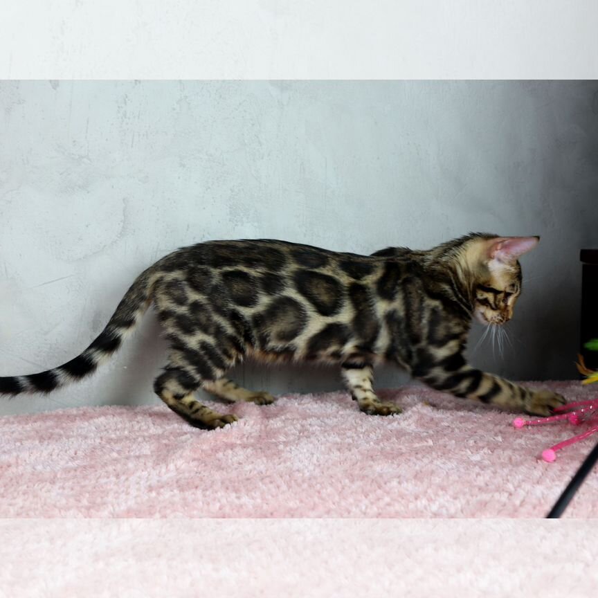 Бенгальская кошечка