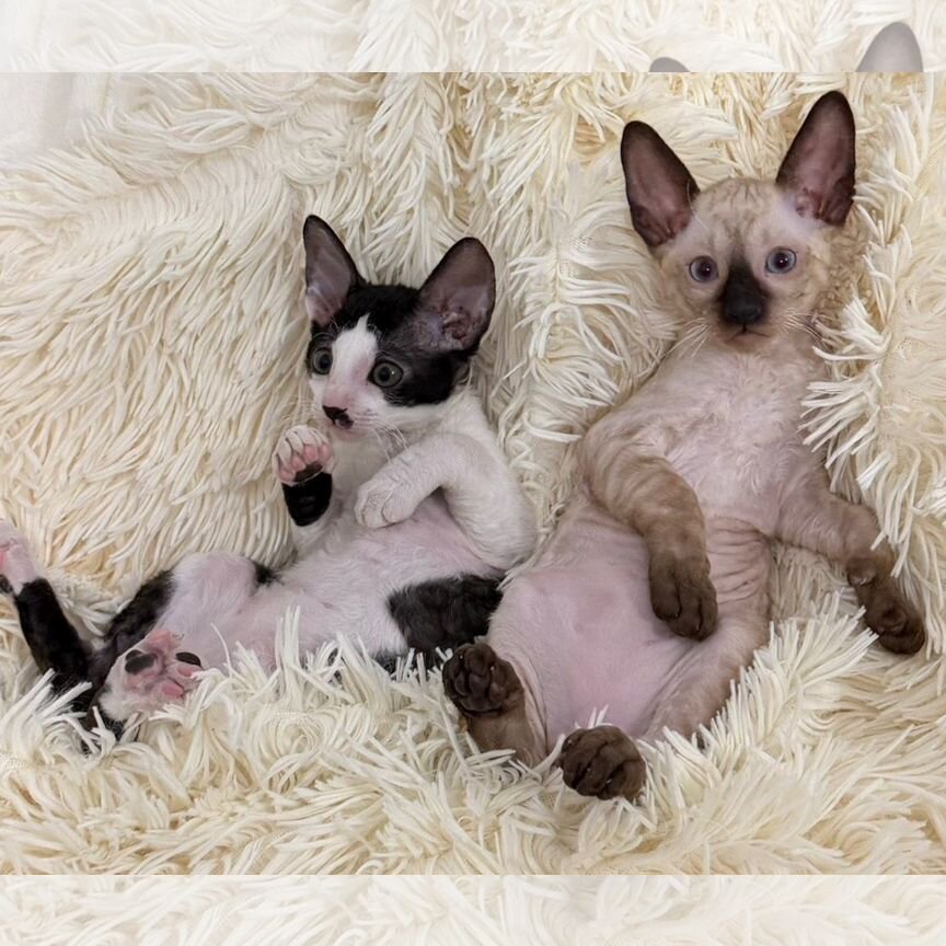 Корниш-рекс котёнок