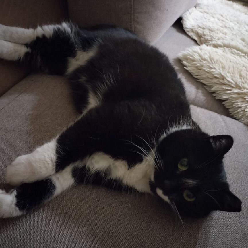 Взрослая, кошка в добрые руки