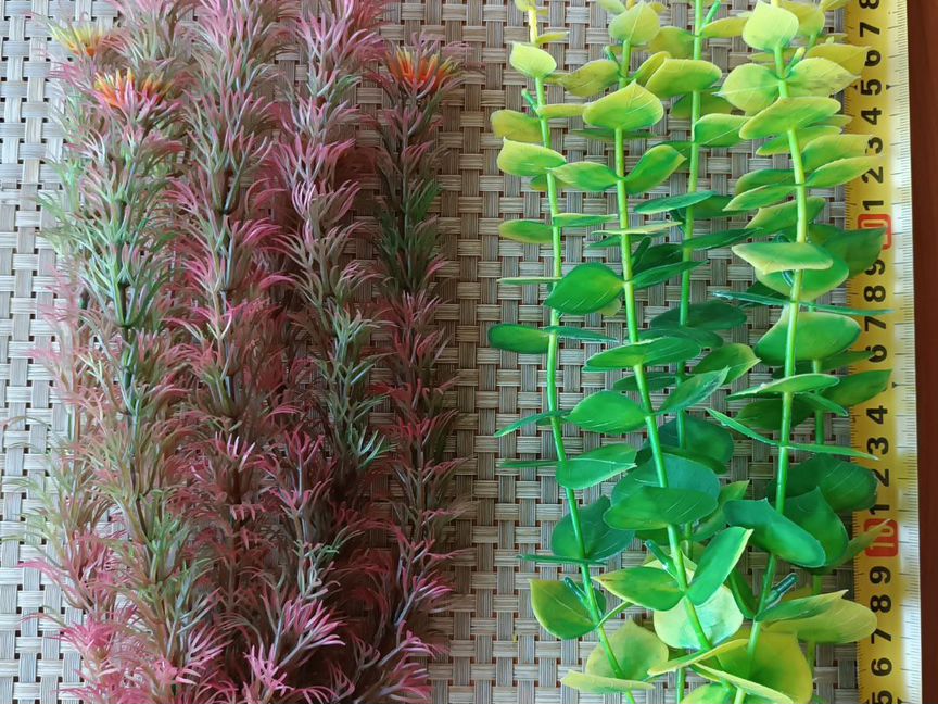 Водоросли для аквариума