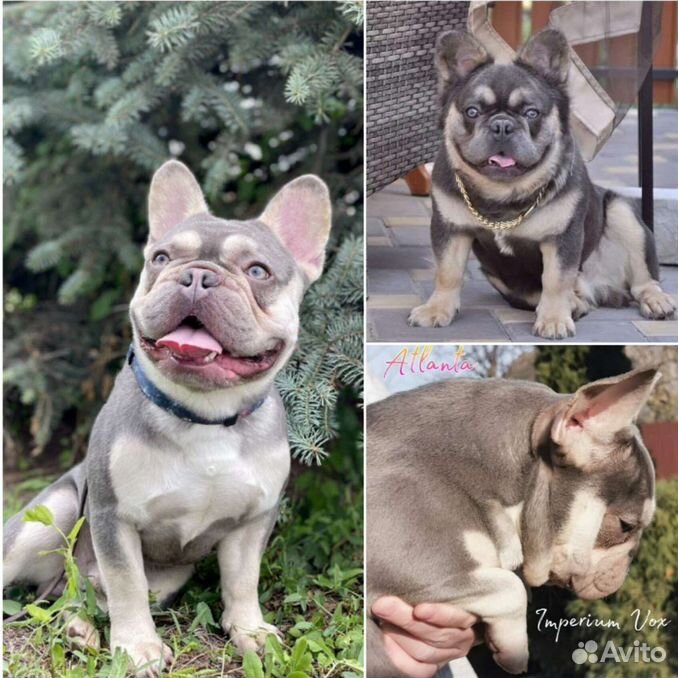 Вязка француз. Светлый лилак