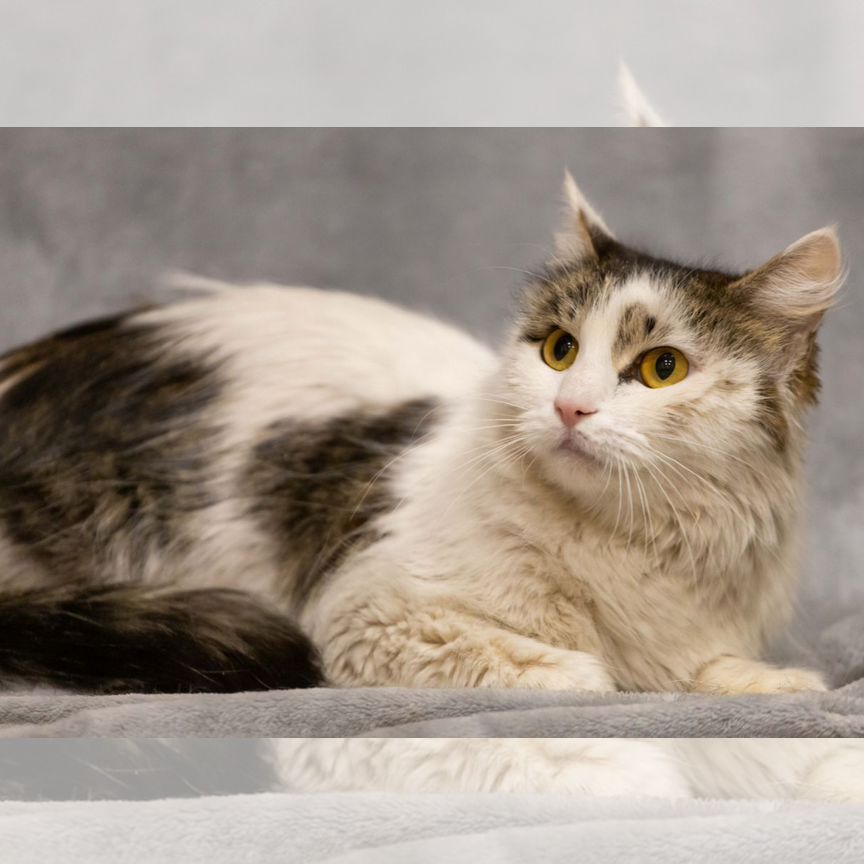 Взрослая, Девочка кошка в добрые руки