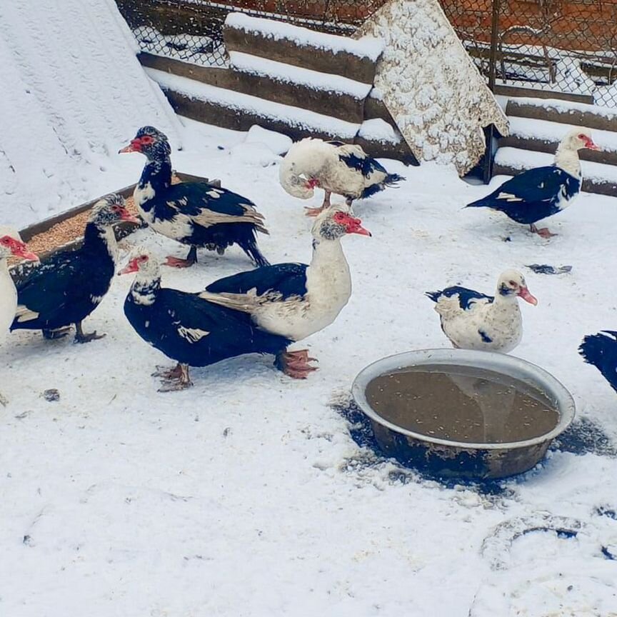 Продам индоуток