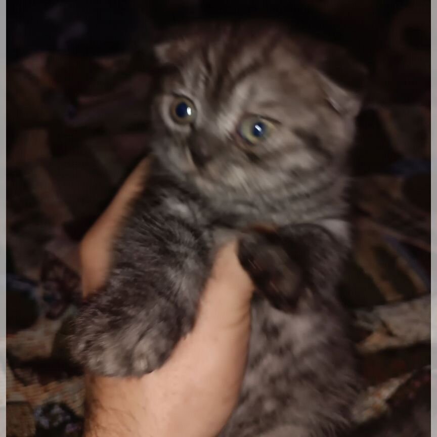 Шотландский вислоухий короткошёрстный котёнок