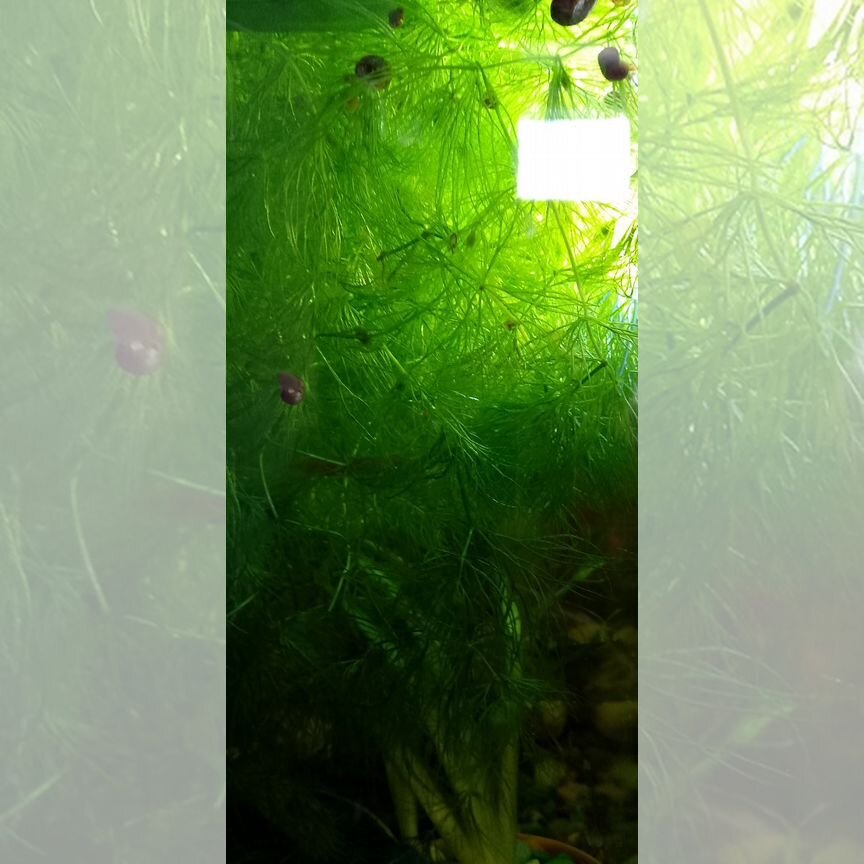 Аквариумные растения,улитки