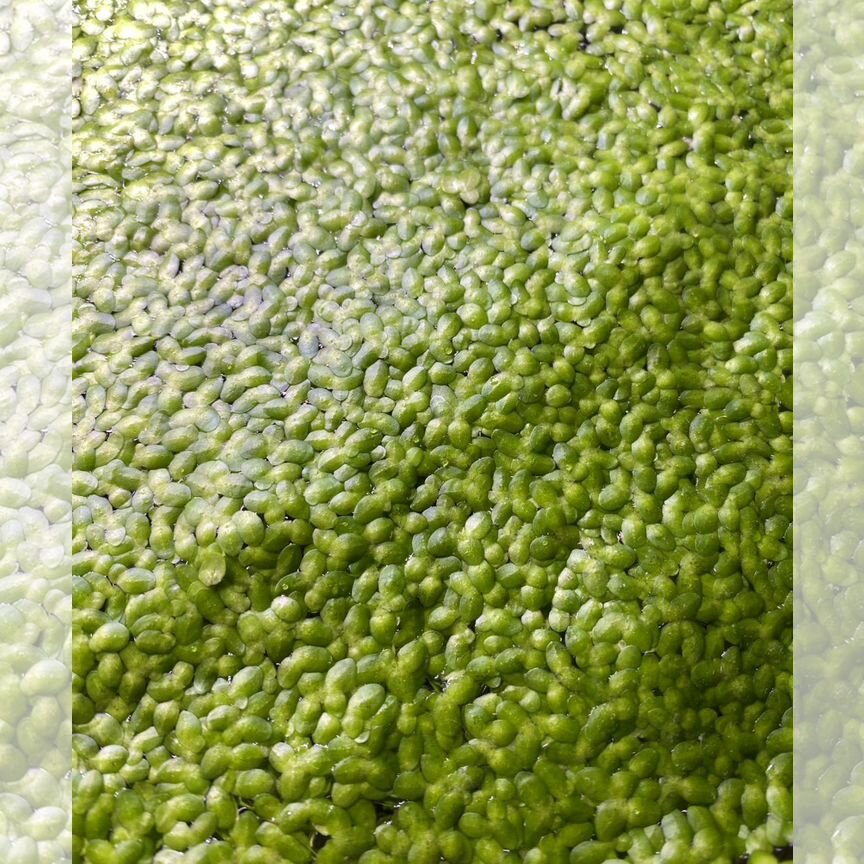 Ряска аквариумная