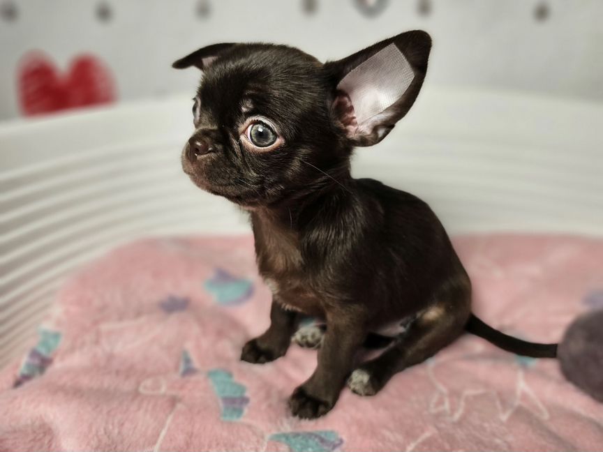 Чихуахуа девочка для шоу и любви