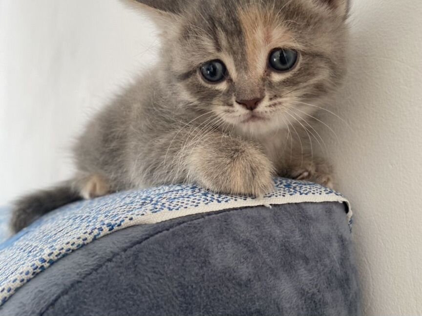 Котята