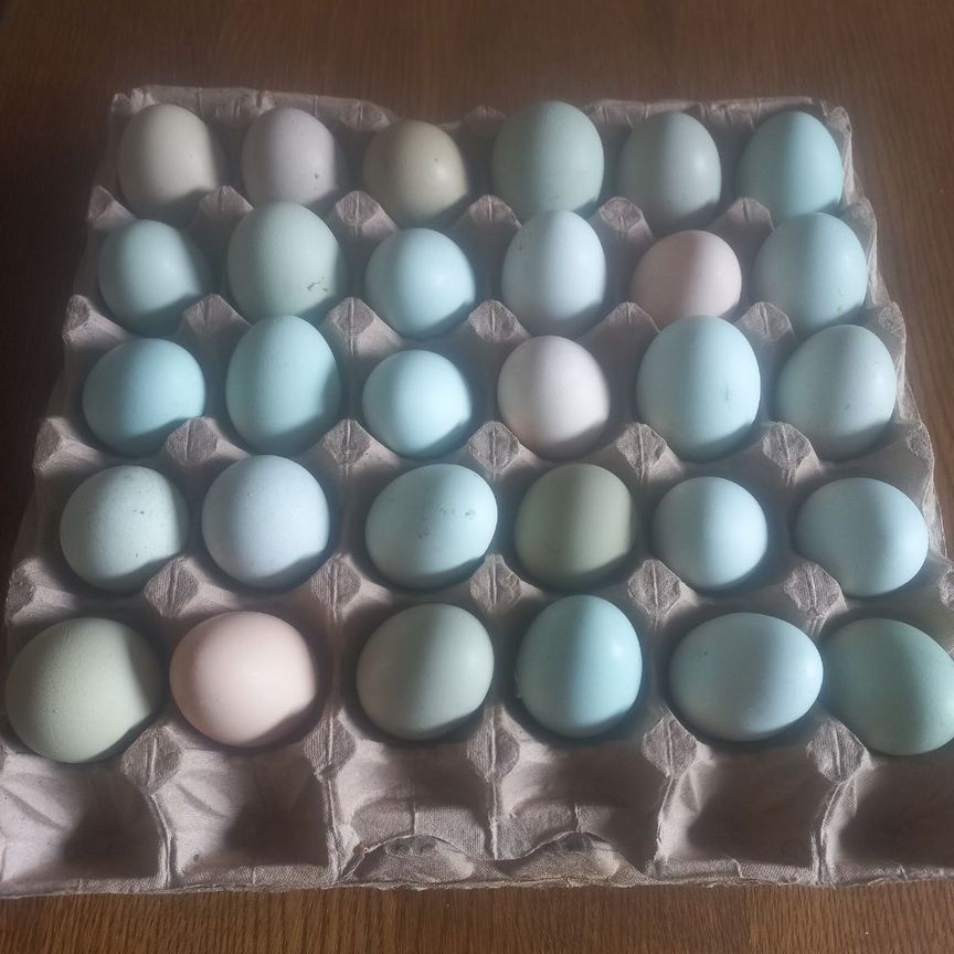 Яйцо инкубационное доминанты