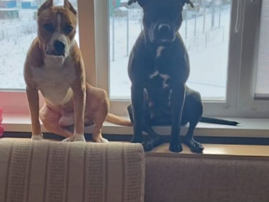 Щенки питбуля