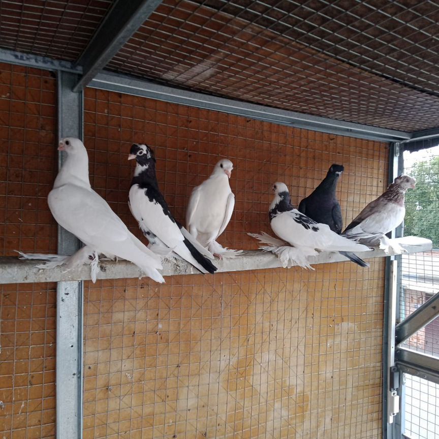 Голуби бойные, молодые