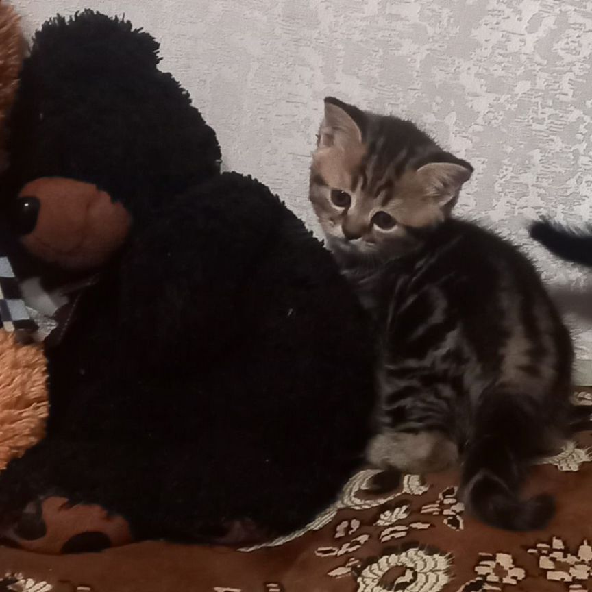 Шотландские котята