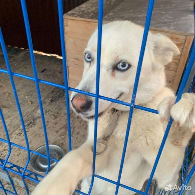 Хаски девочка 3 года