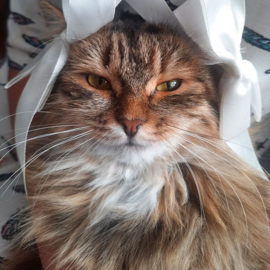 Сибирская кошка, взрослая