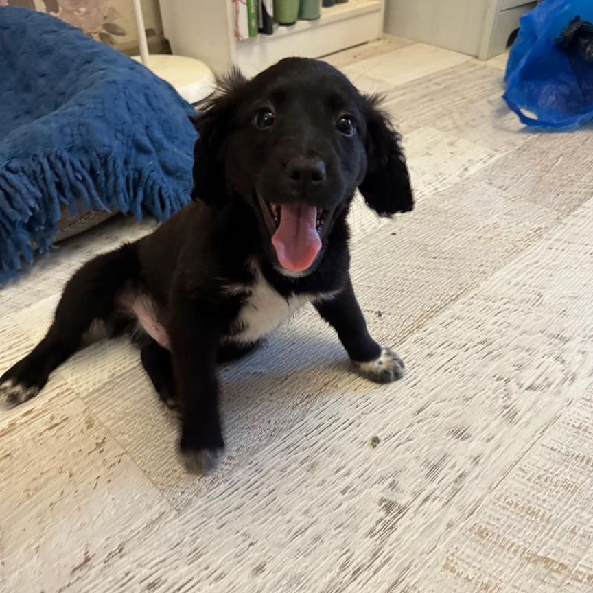 Мальчик спаниель щенок в квартиру