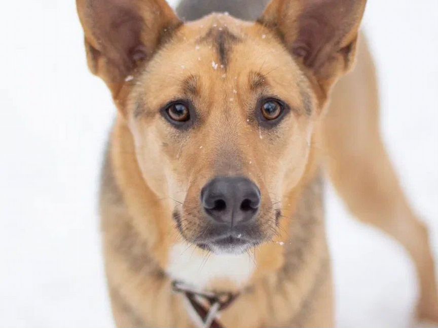 Собака в добрые руки отдам бесплатно из приюта
