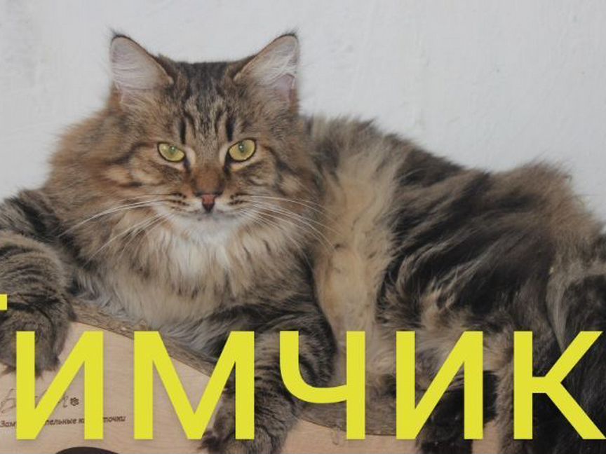 Котики ищут дом и хозяев