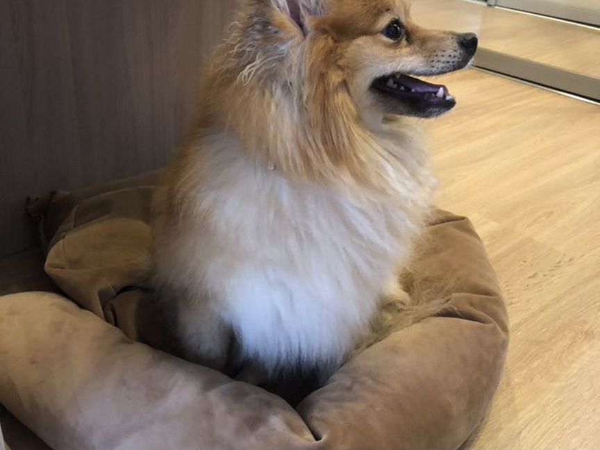 Продам собаку