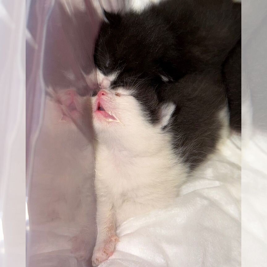 Котёнок в добрые руки