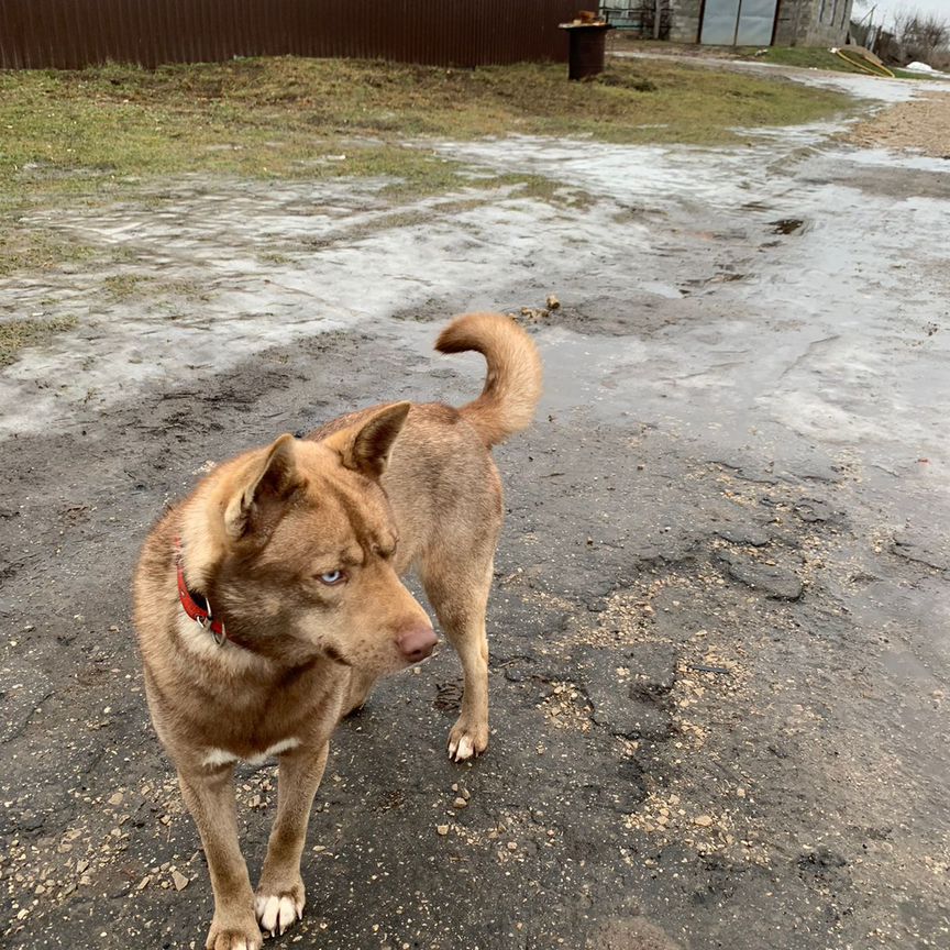 Метис хаски Кай