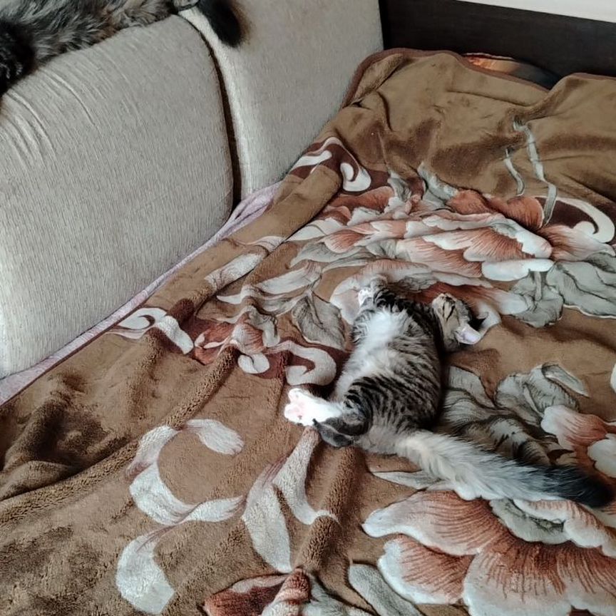 Котята в добрые руки бесплатно