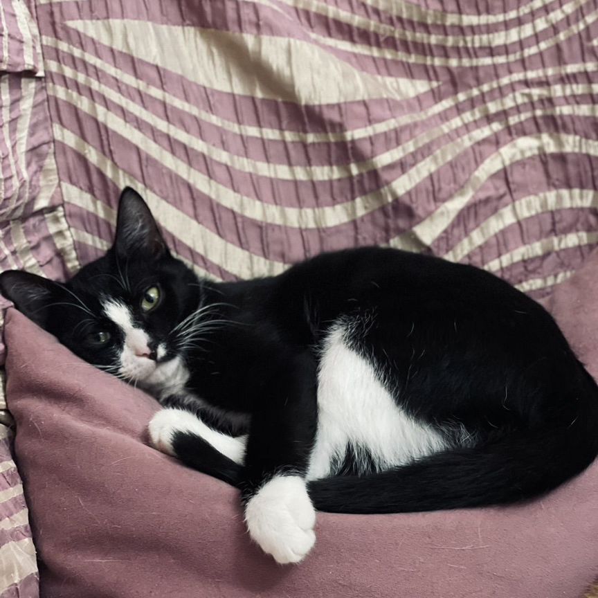 Котенок в дар (черно-белый)
