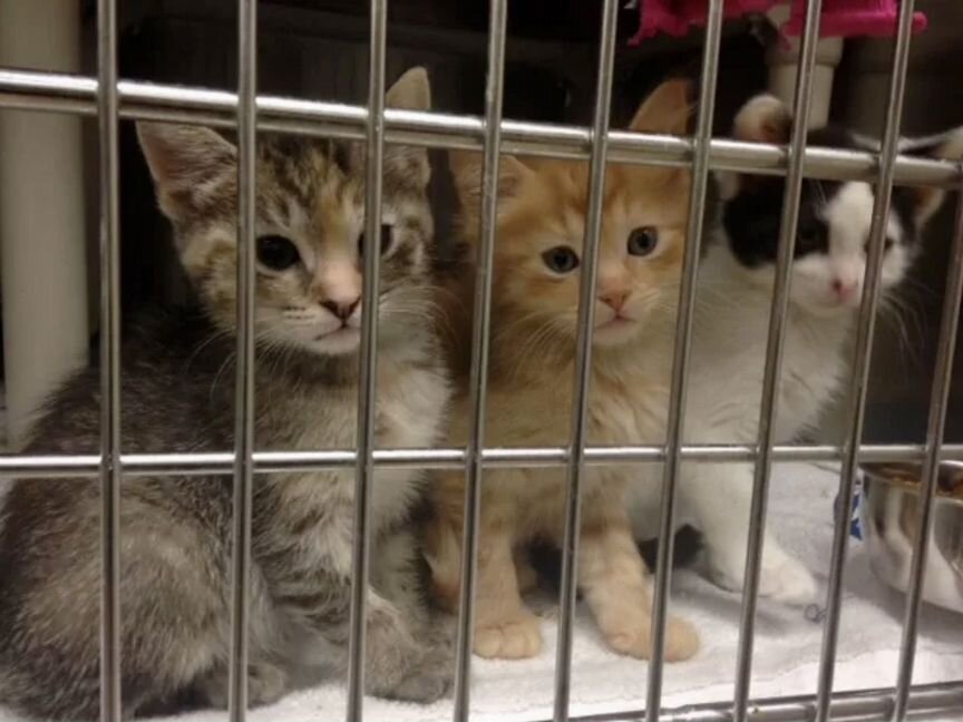 Корм и пеленки в приют