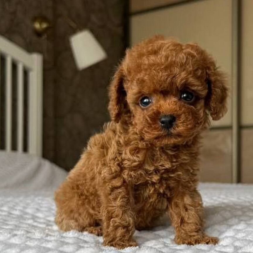 Той-пудель, щенок