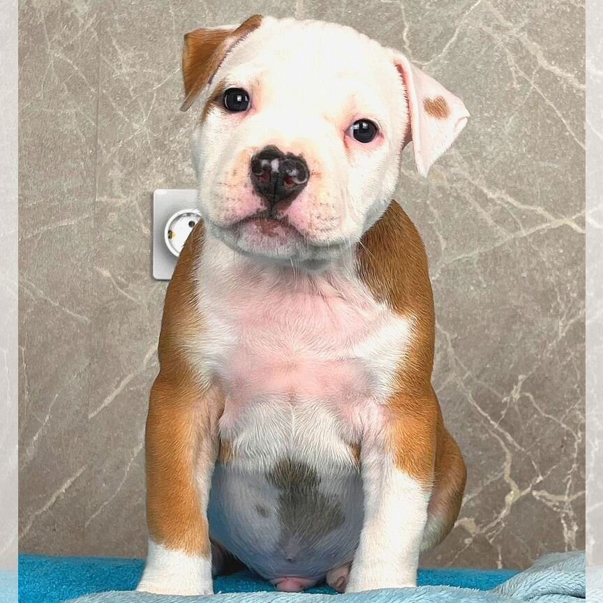 Американский стаффордширский терьер, щенок