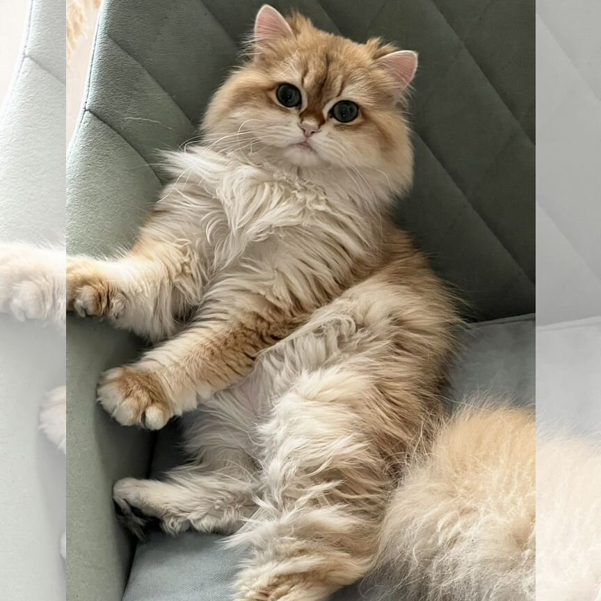 Британская золотая шиншилла