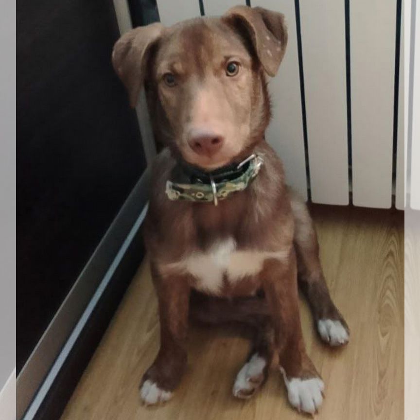 Щенок в добрые руки