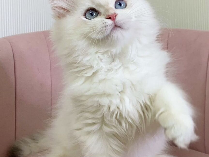 Британский мальчик золотая шиншилла пойнт