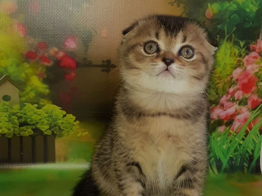 Чудо котик обормотик