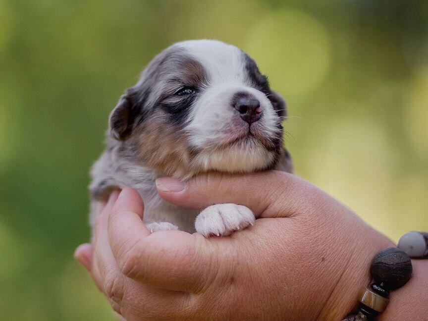 Щенки аусси