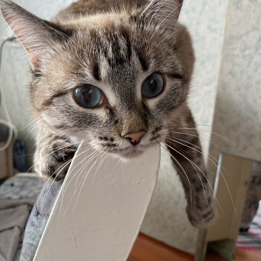 Отдам кошку Еву в добрые и заботливые руки