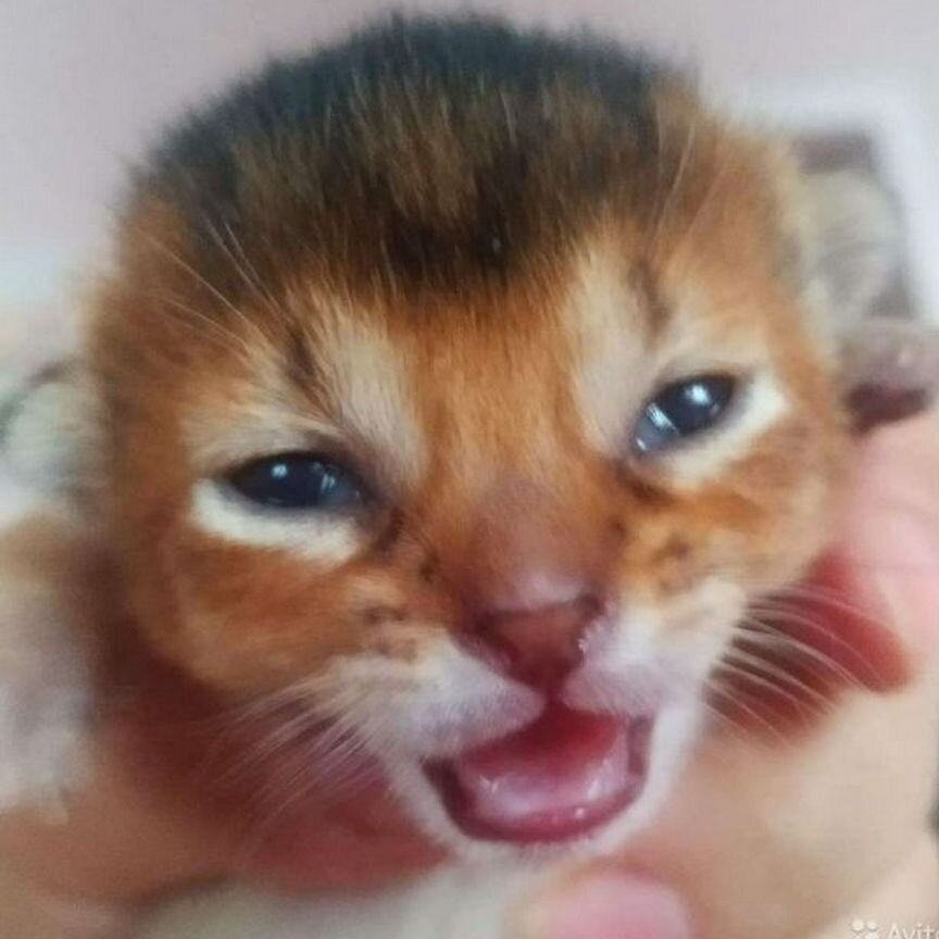 Абиссинские котята