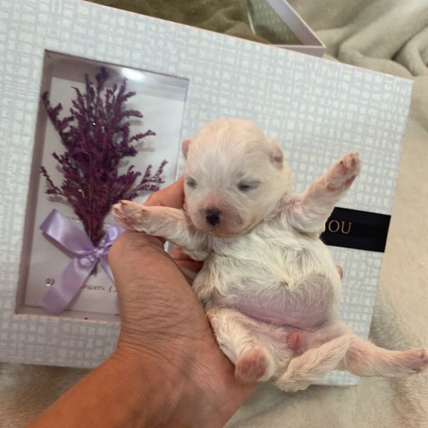 Мишка мальтипу ф1 (резерв)