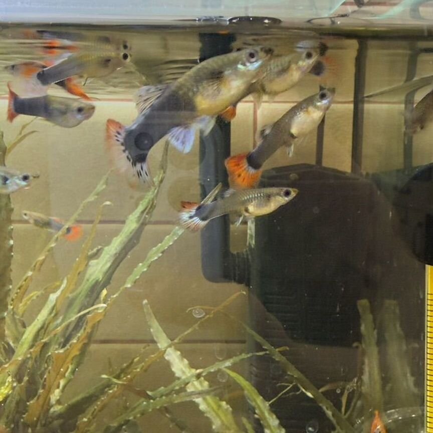 Отдам гуппи