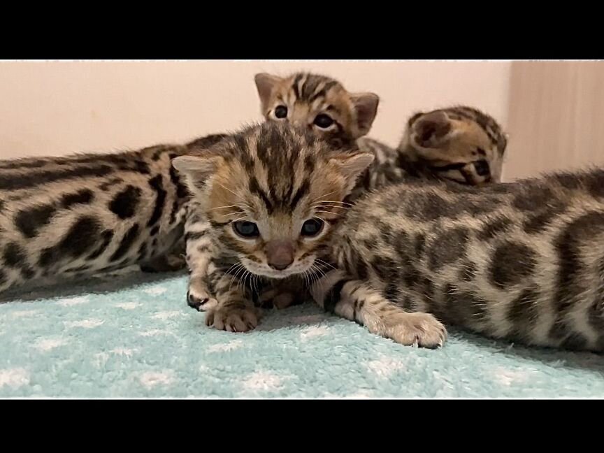 Бенгальские котята