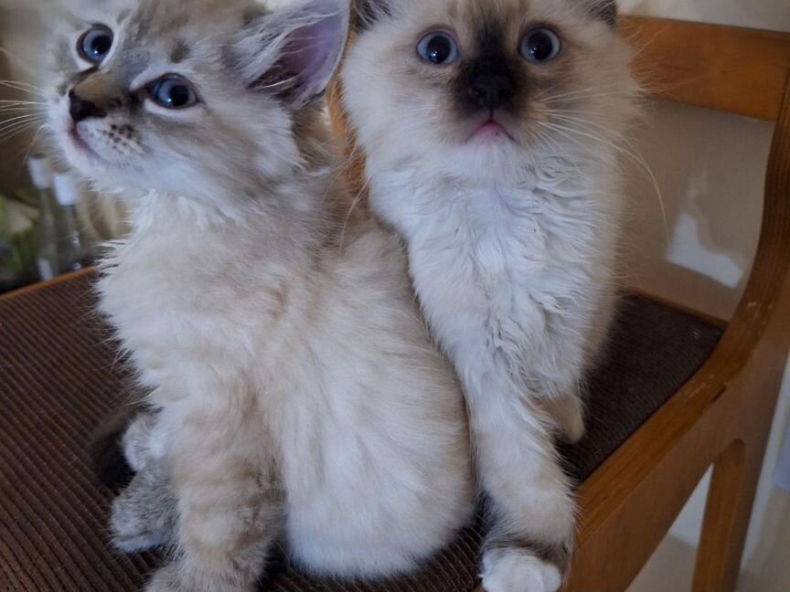 Котята породы Невская маскарадная