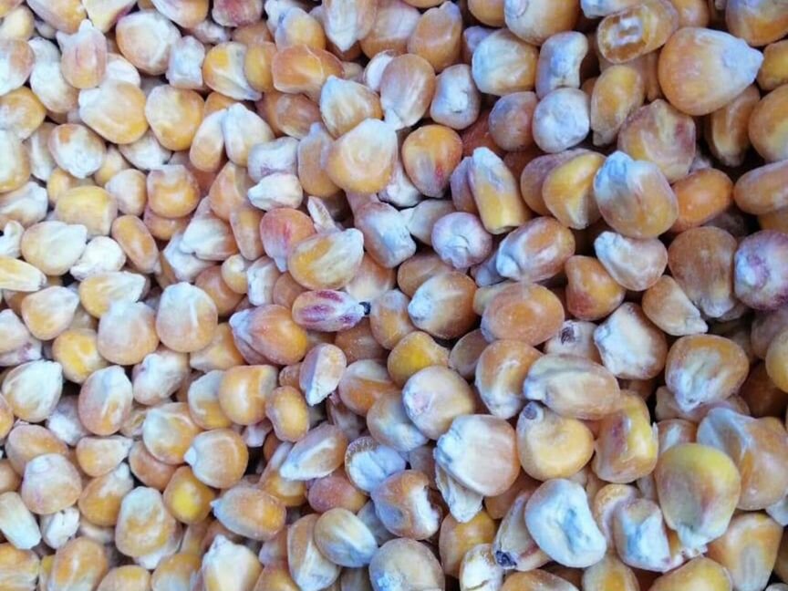 Кукуруза кормовая цельная, 30 и 40 кг