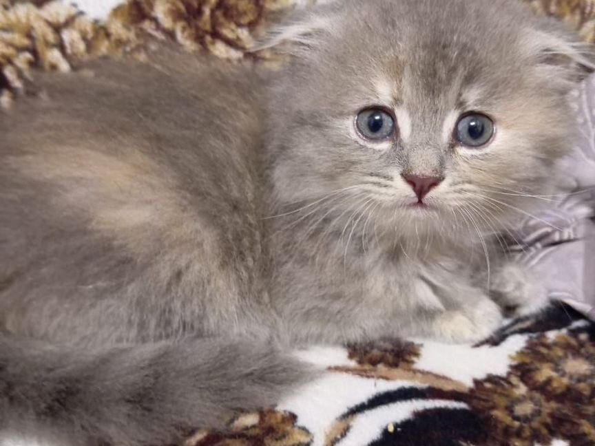 Котята крысоловы