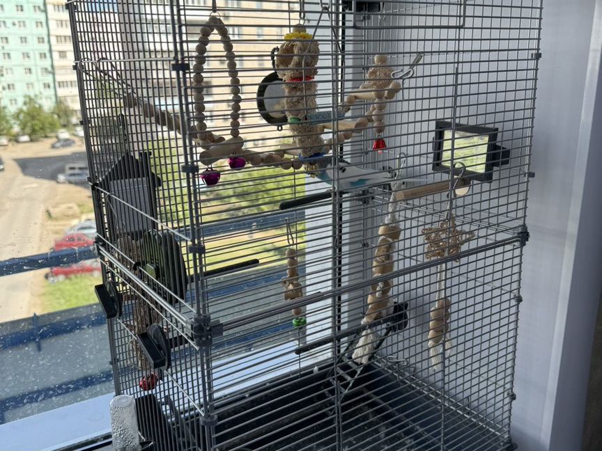 Попугай волнистый с клеткой