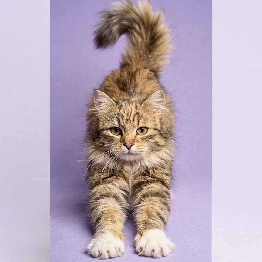 Взрослая, кошка в добрые руки