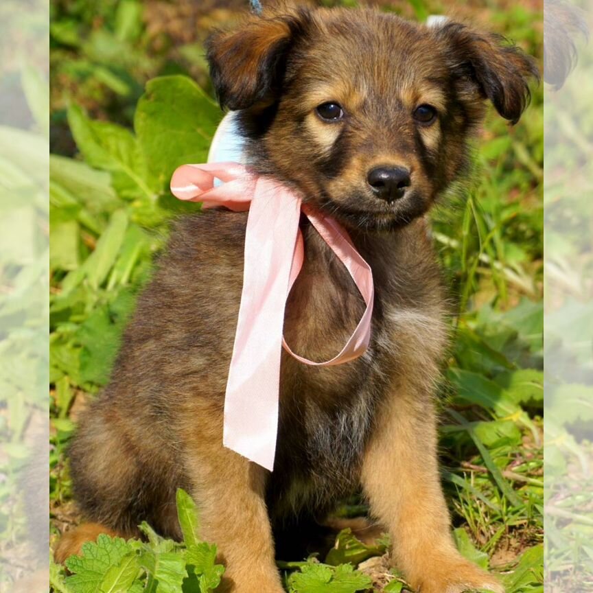 Маленькая красавица ищет дом