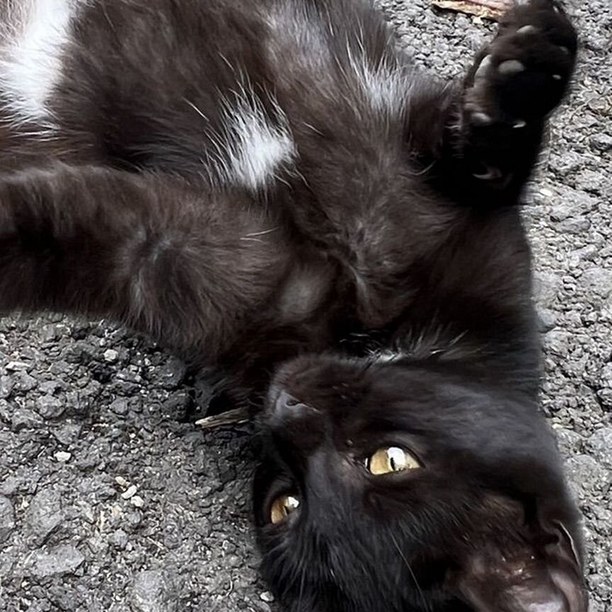 Котята
