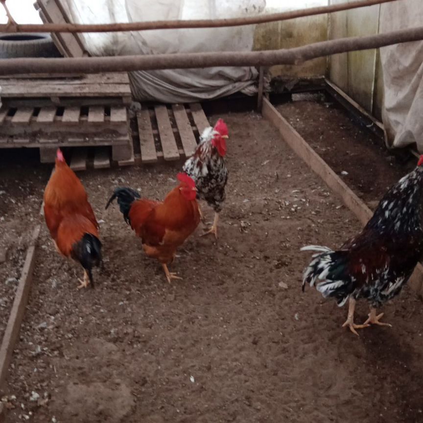 Петухи породы:,Кучинская Юбилейная и Ливенския