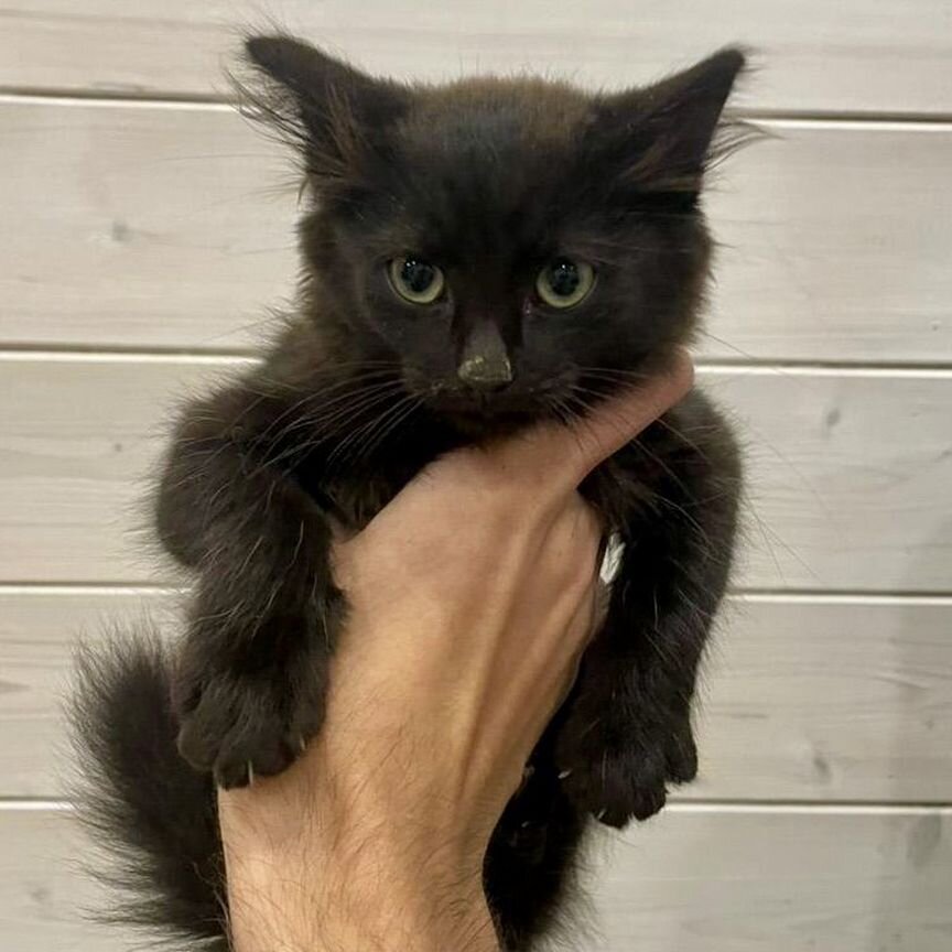 Котенок-кошечка