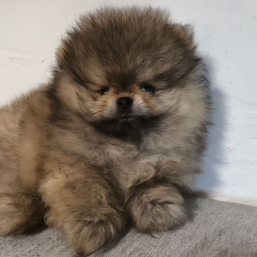 Немецкий шпиц, щенок