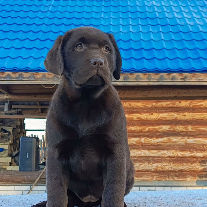 Свободные малыши